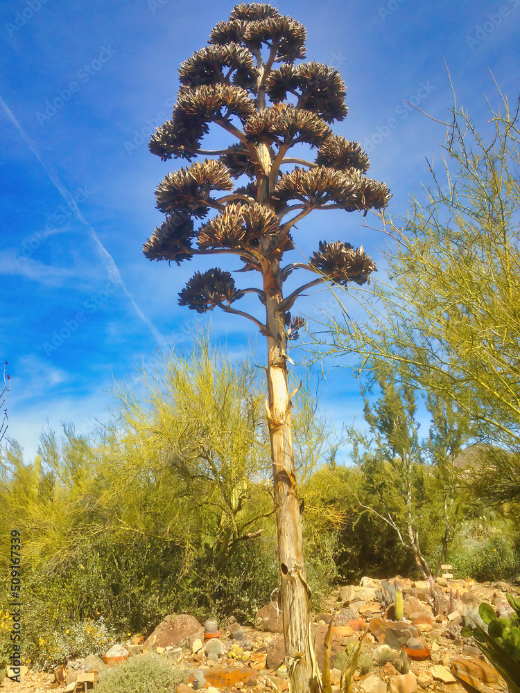 Spent flower stem with seed pods of the desert agave, also called ...