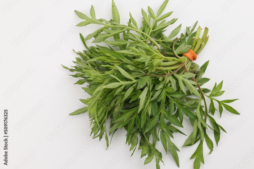 Malaysian Malay herbal leafy appetizer dish daun ulam raja selom lovage ...