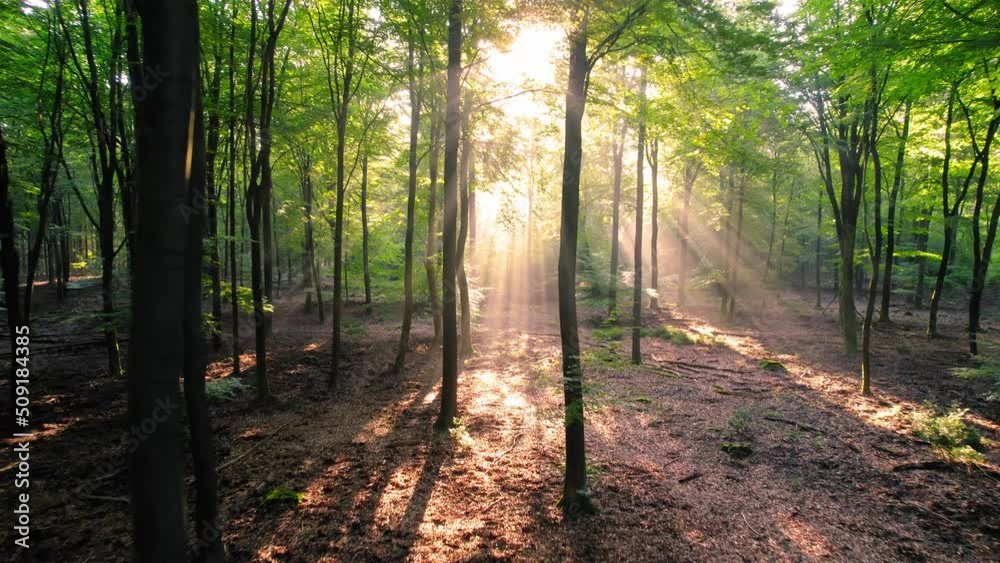 Walking through the forest with sun ray towards the trunk of the tree ...