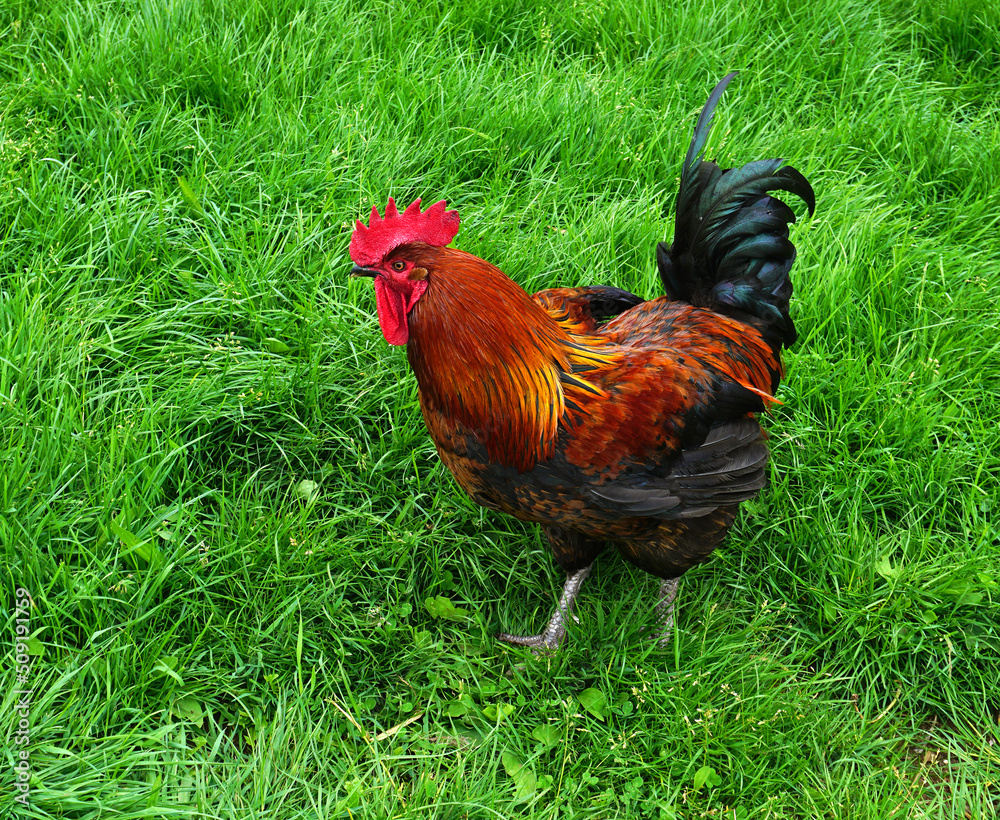 Hahn; Gockel; gallus gallus domesticus Stock Photo | Adobe Stock