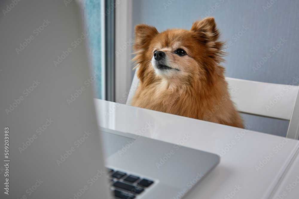Dog of German Spitz breed sits on chair carefully watching what is ...