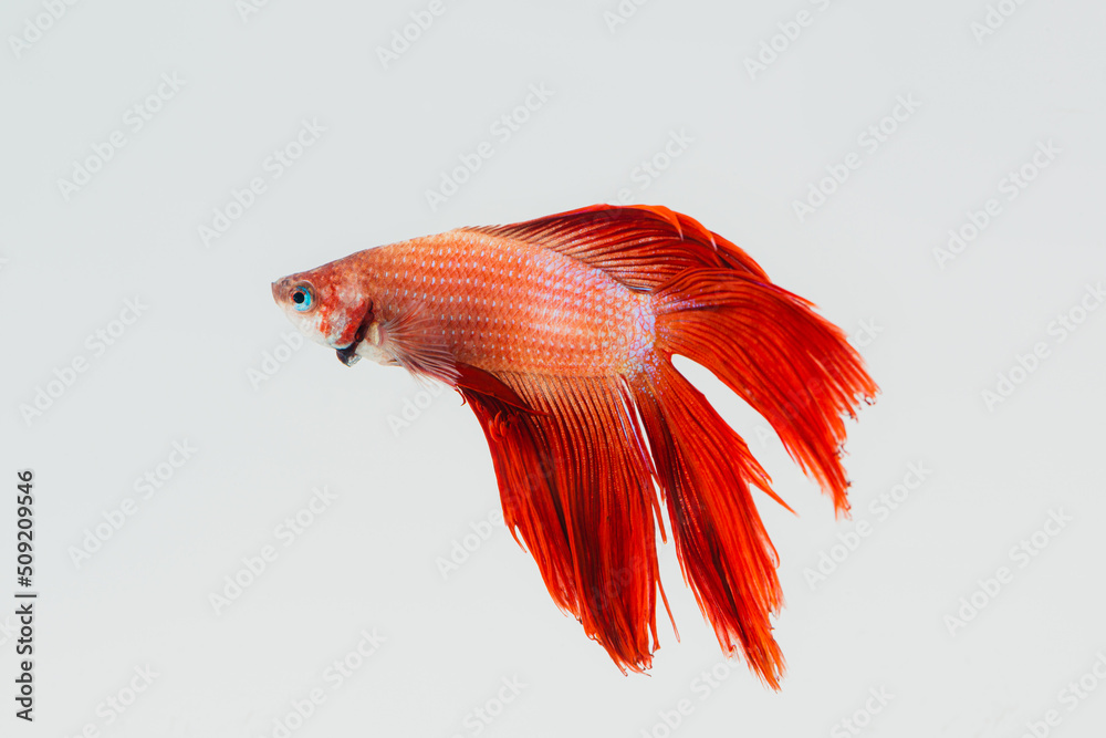 Full body photograph of an isolated red longtail betta fish looking ...