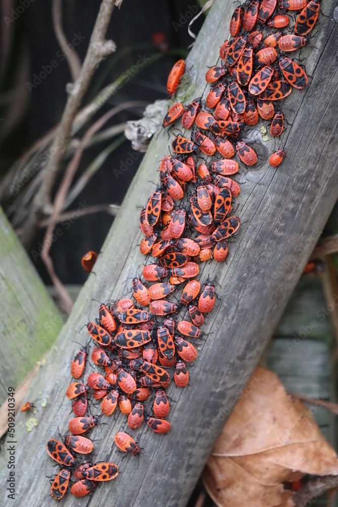 Fire bugs with Nymphs Stock Photo | Adobe Stock