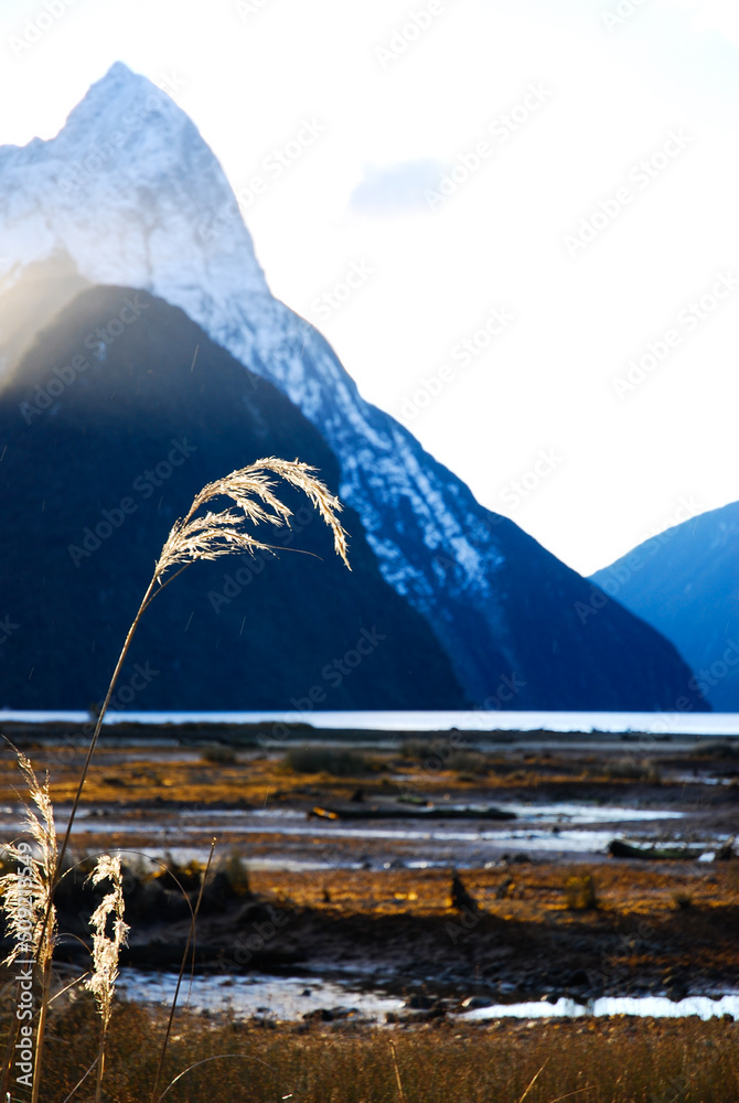Toi toi plant highlighted in Milford Sounds water view sunset ...