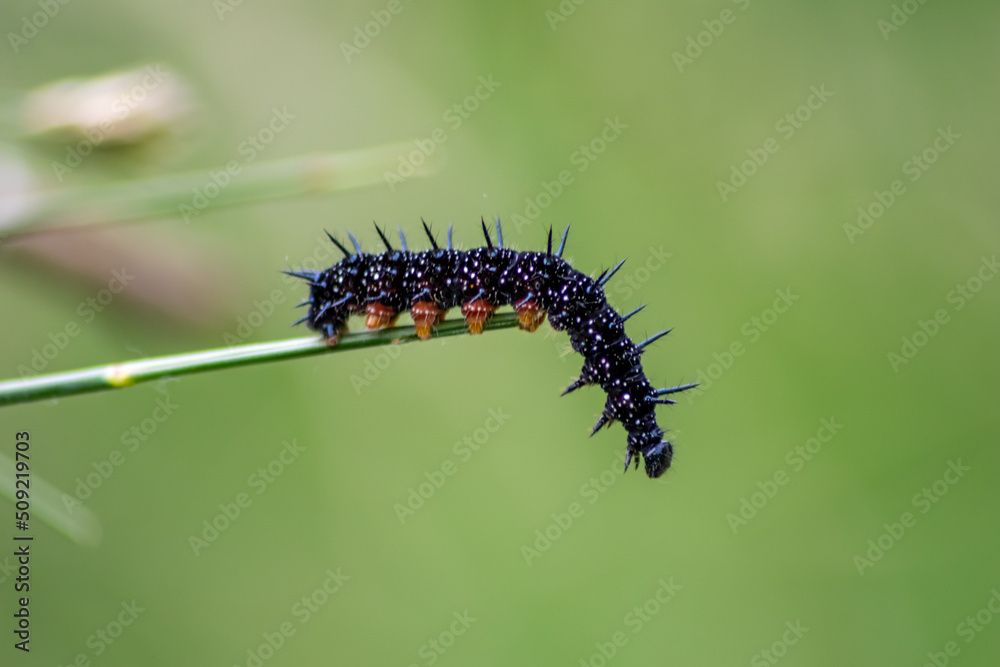 Big black caterpillar with white dots, black tentacles and orange feet ...