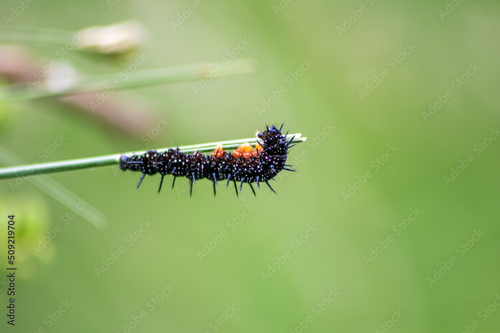 Big black caterpillar with white dots, black tentacles and orange feet ...