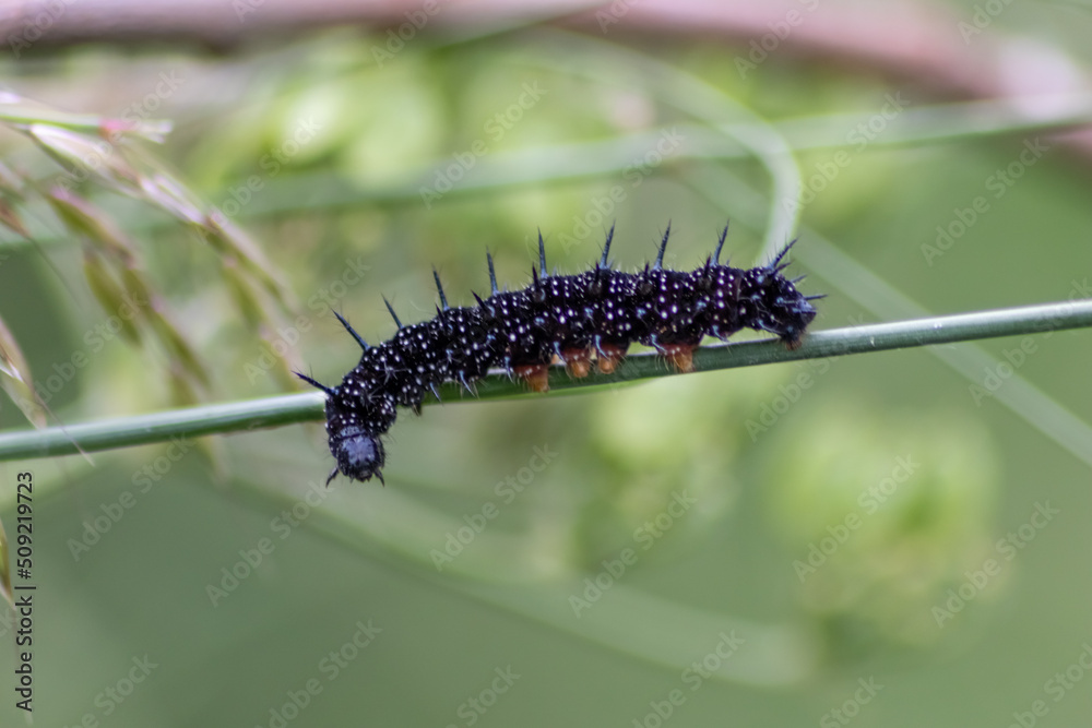 Foto de Big black caterpillar with white dots, black tentacles and ...