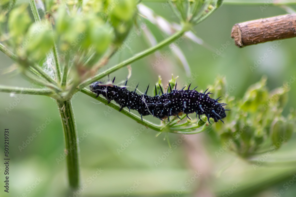 Big black caterpillar with white dots, black tentacles and orange feet ...
