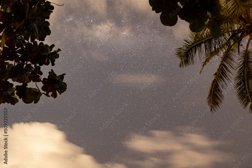 Many stars and formation of the milky way between trees and coconut ...