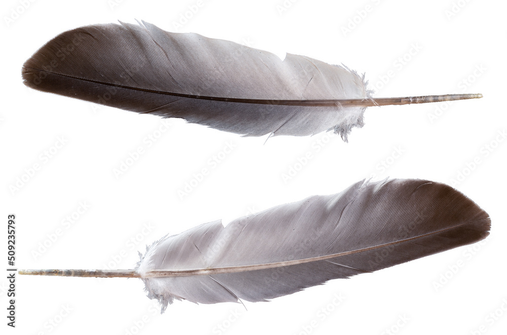 Macro photo of streptopelia pigeon's plume on isolated white background ...