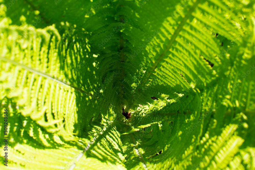 Beautiful fern leaf texture in nature. Natural ferns background Fern ...