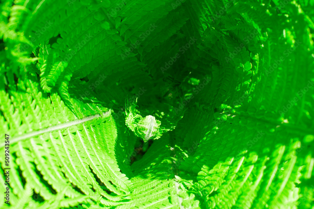 Beautiful fern leaf texture in nature. Natural ferns background Fern ...