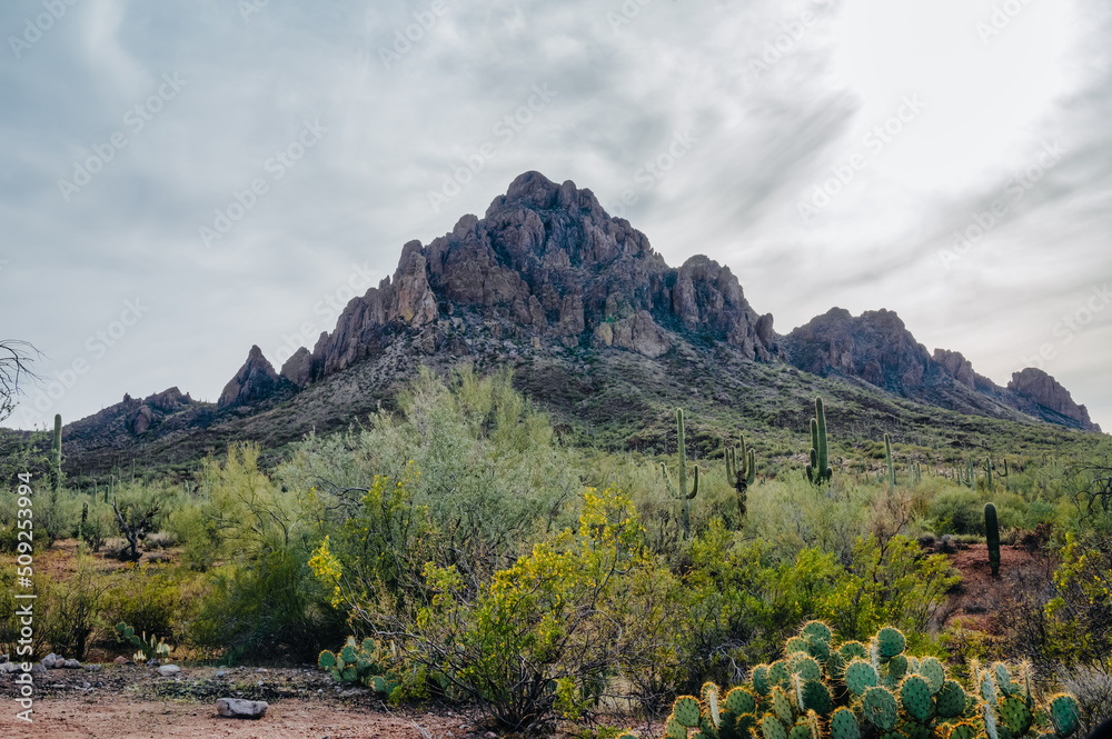Arizona desert landscape with ragged mountain top and lush green cacti ...
