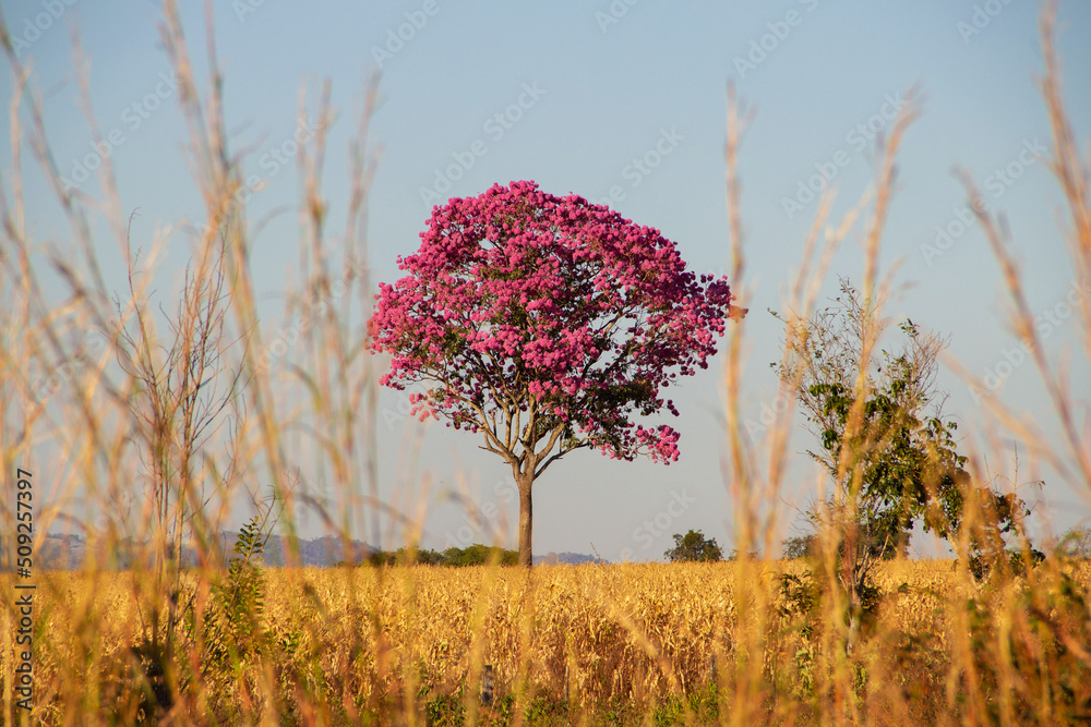 Plakát Ipê roxo, uma árvore típica do cerrado brasileiro – Obraz na Zeď ...