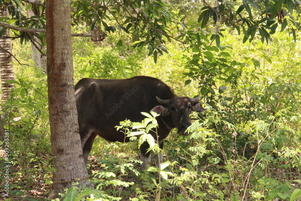 Carabao, Sogod, Cebu, Philippines Stock Photo | Adobe Stock