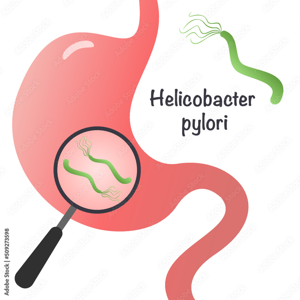 Vector Illustration Graphic of Cartoon Helicobacter Pylori Stock Vector ...