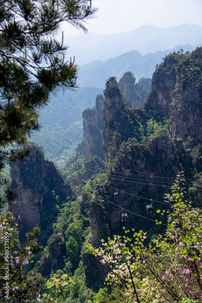 Sharp peaks and cable cars on Tianzi mountain behind the trees in the ...