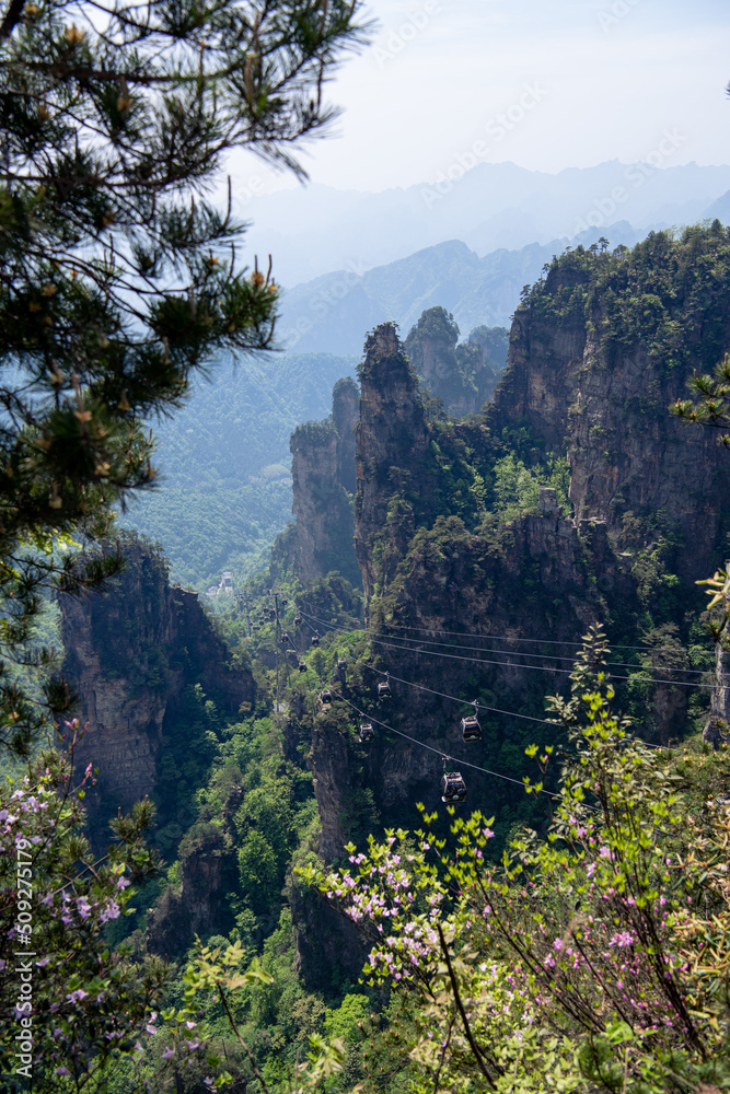 Pine tree in front of the sharp peaks and cable cars of Tianzi mountain ...