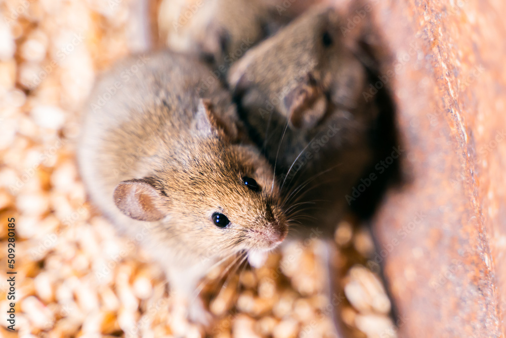 Two house mice are caught in a grain storage. Damage to the wheat crop ...