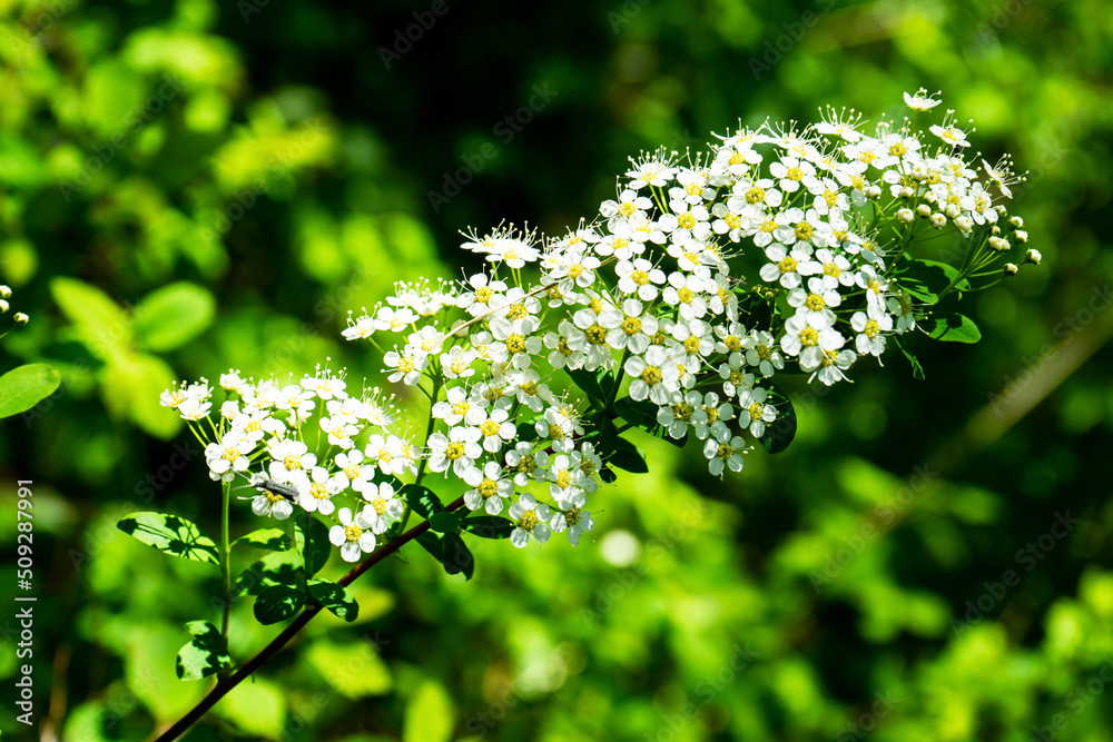 Spring blooming shrub with many white flowers - Spirea (Spiraea ...