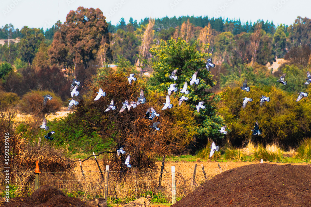 bandada de palomas volando en un paisaje rural y otoñal Stock Photo ...