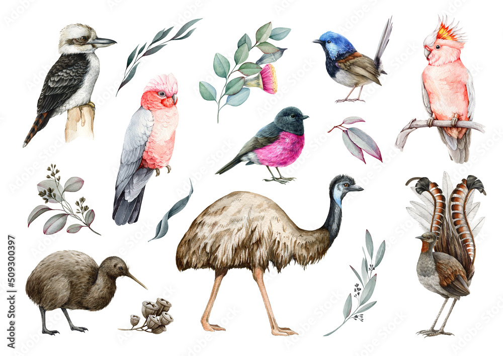Australia and New Zealand native birds set. Watercolor illustration ...