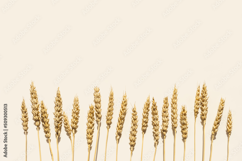 Close up ripe yellow ears of wheat on beige background. Top view ears ...
