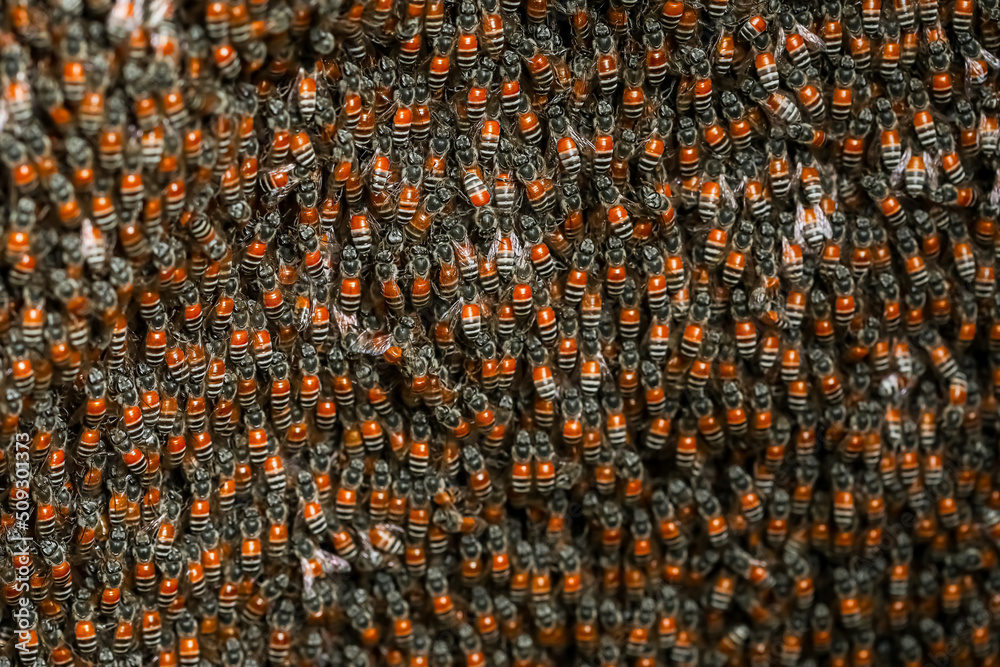 Apis florea, dwarf honey bee, red dwarf honey bee, wild honey bees ...