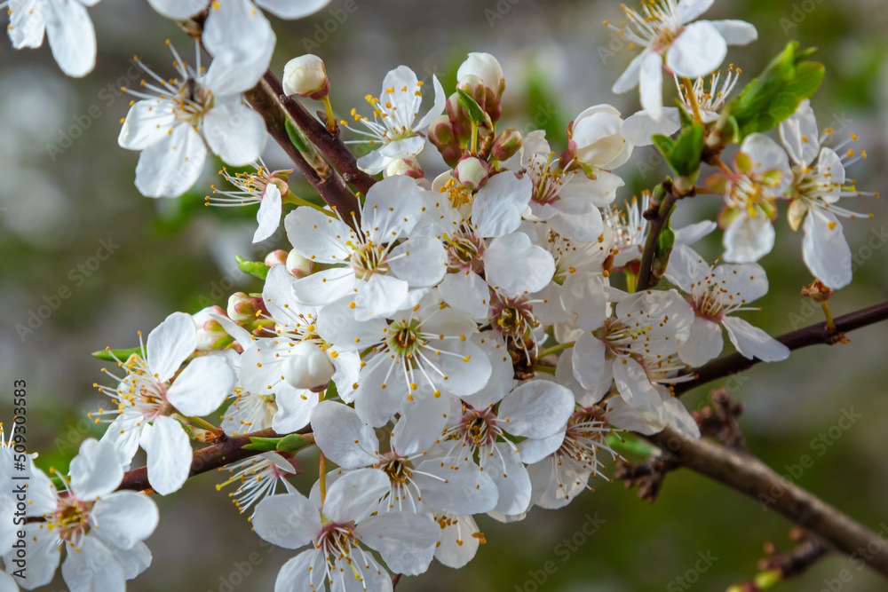 Prunus Cerasifera Blooming white plum tree. White flowers of Prunus ...