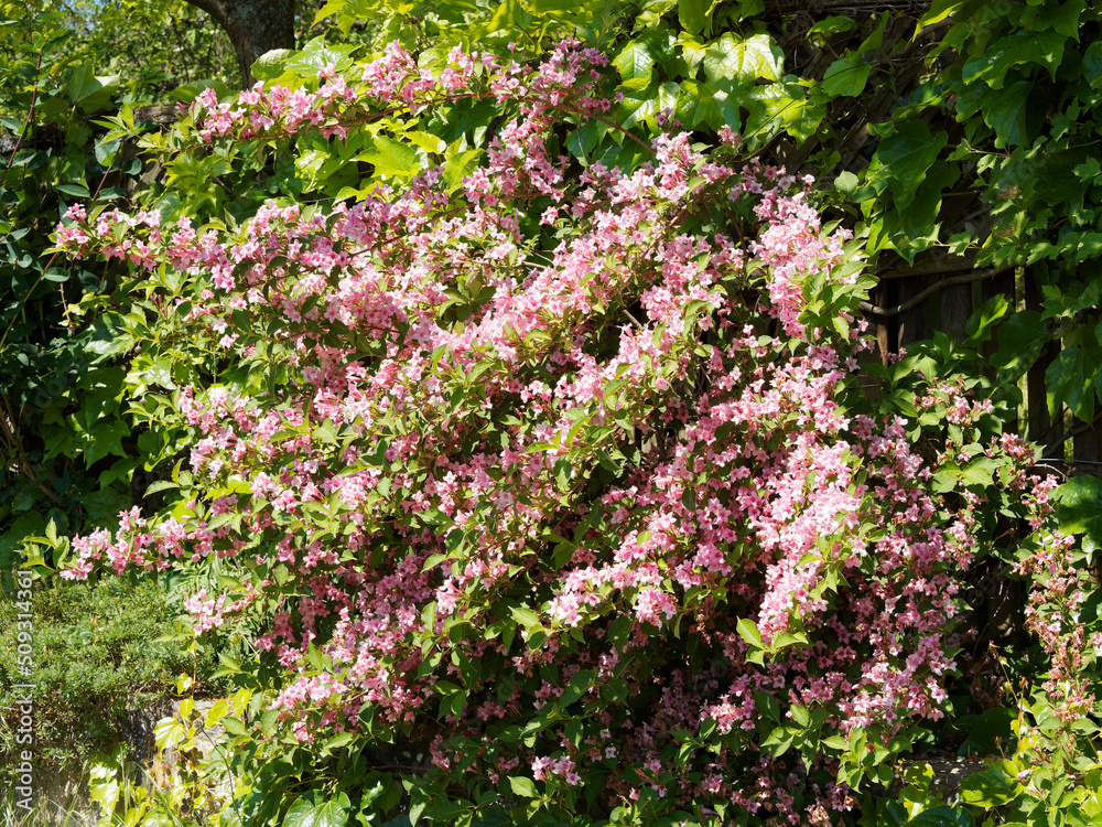 Weigela florida, ornamental blooming bush, dense dark pink to reddish ...