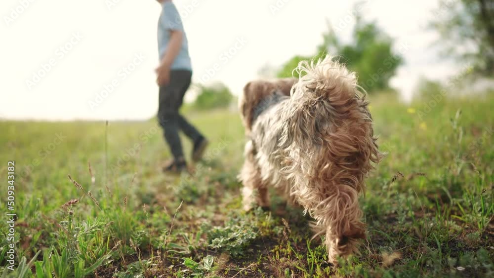 child and dog run in the park. happy family pet kid dream concept. dog ...