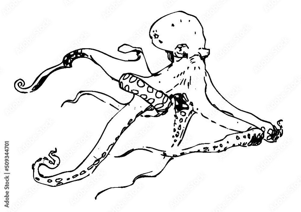 Hand drawn pen and ink study of an octopus - vectorised in PS Stock ...