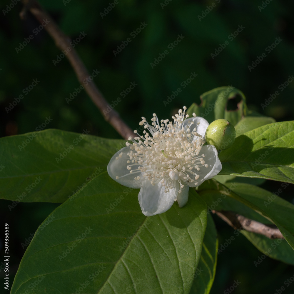 Closeup view of bright white flower and young green fruit and leaves of ...