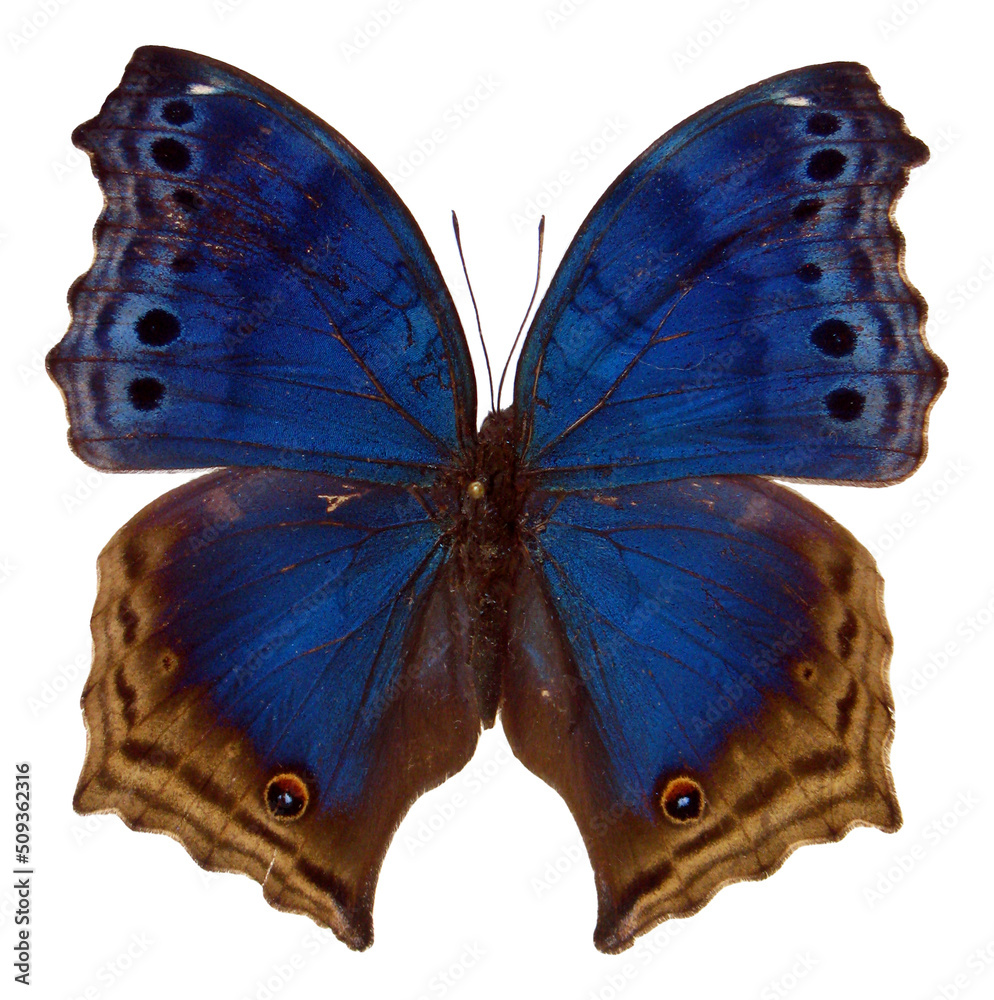 Blue butterfly isolated on white Salamis temora. butterfly of an ...