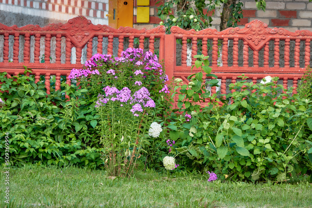 Acer negundo, the box elder, boxelder maple, Manitoba maple or ash ...