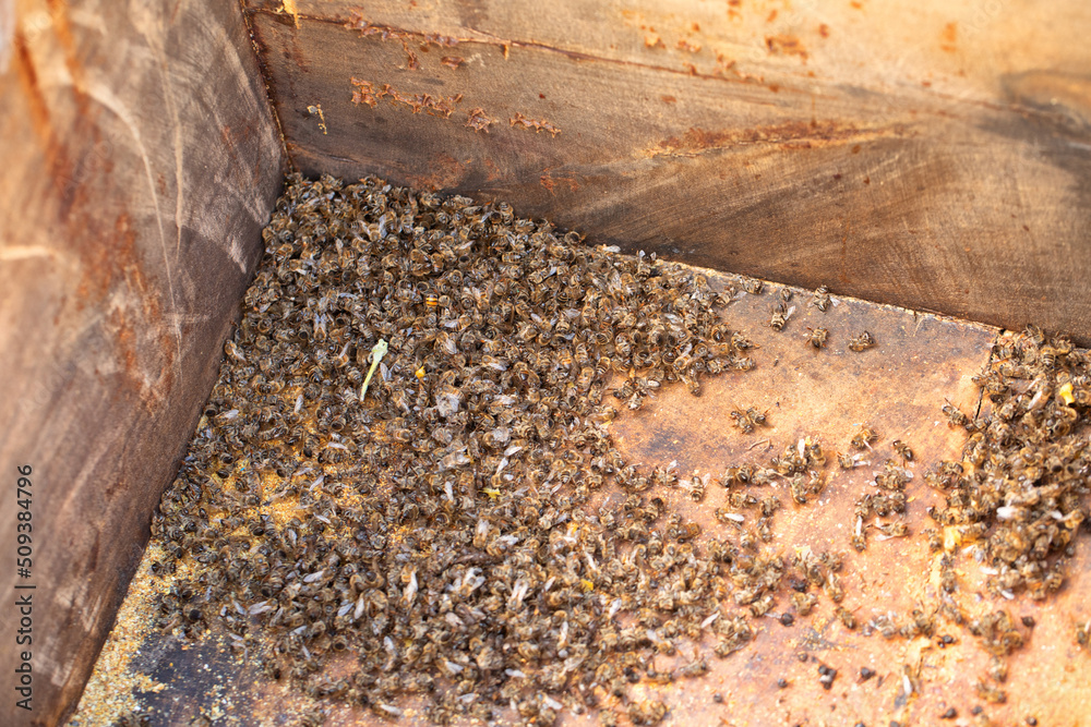 Dead bees in the hive that did not survive the winter. Or destroyed by ...