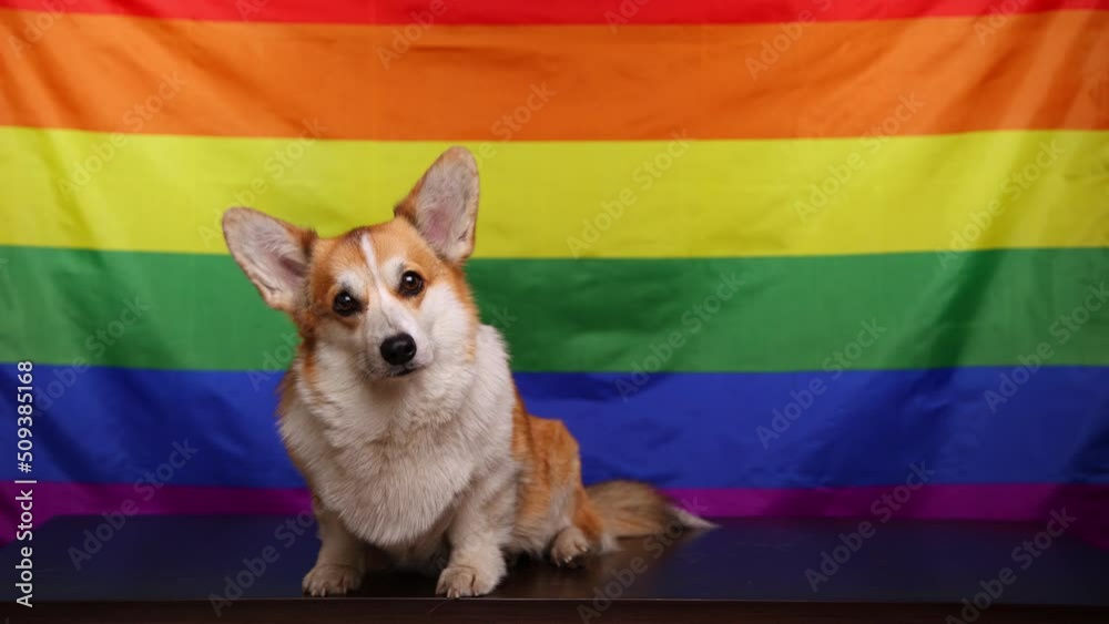A happy corgi dog smiles and turns his head sweetly in different ...