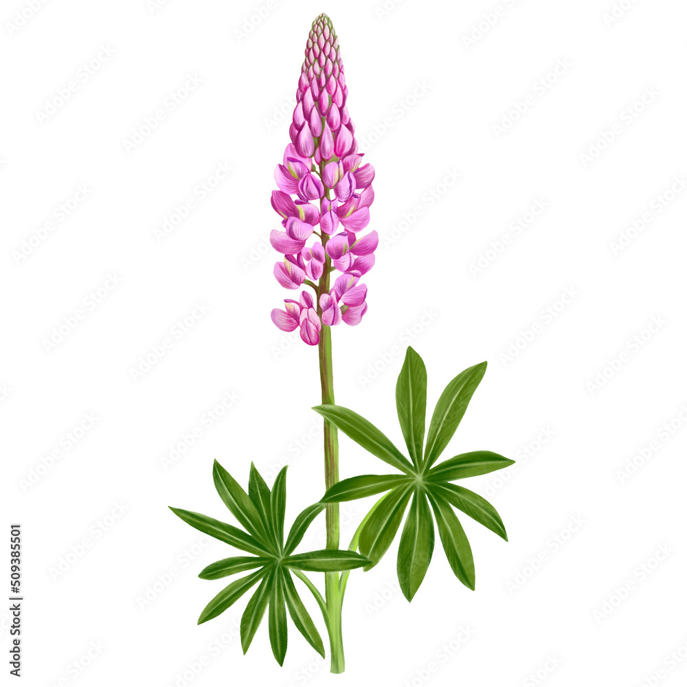 drawing pink flower of lupin, plant of bluebonnet isolated at white ...