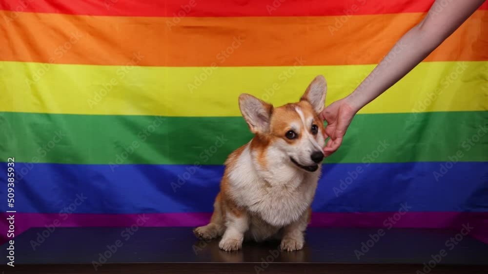 A happy corgi dog smiles in front of a rainbow LGBT flag. A woman's ...