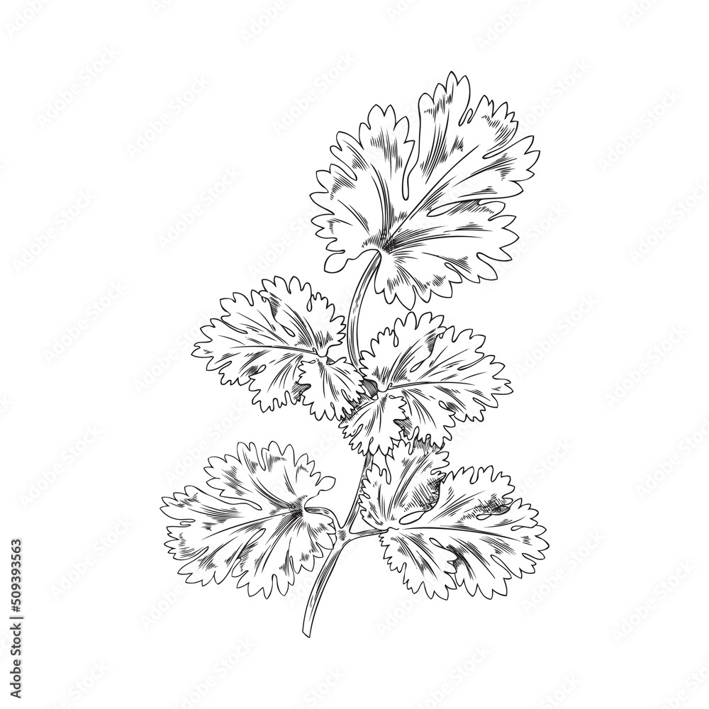 Bush, sprig of coriander, botanical vector illustration, hand-drawn, on ...