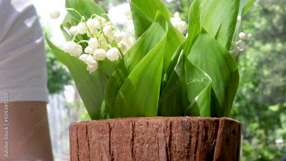 static close up 4k video with lily of the valley flowers in cute little ...