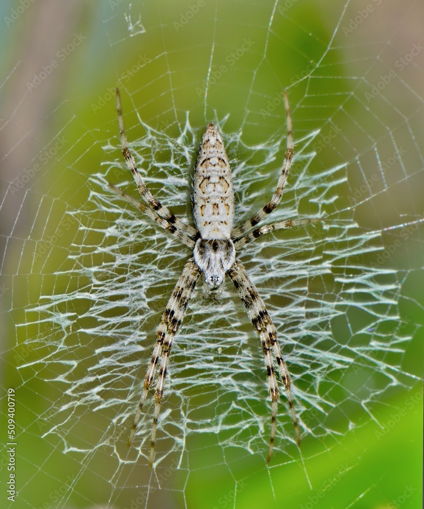 Juvenile Yellow Garden Spider (Argiope aurantia) in its web, dorsal ...