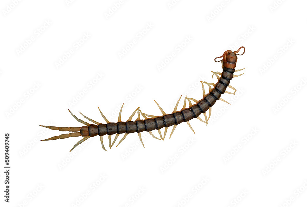 Centipede isolated on white background. Arthropoda has a segmented body ...
