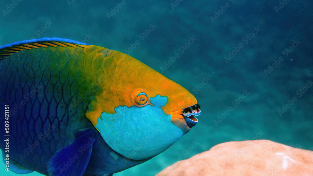 Underwater photo of blue Queen parrotfish swimming among coral reef ...