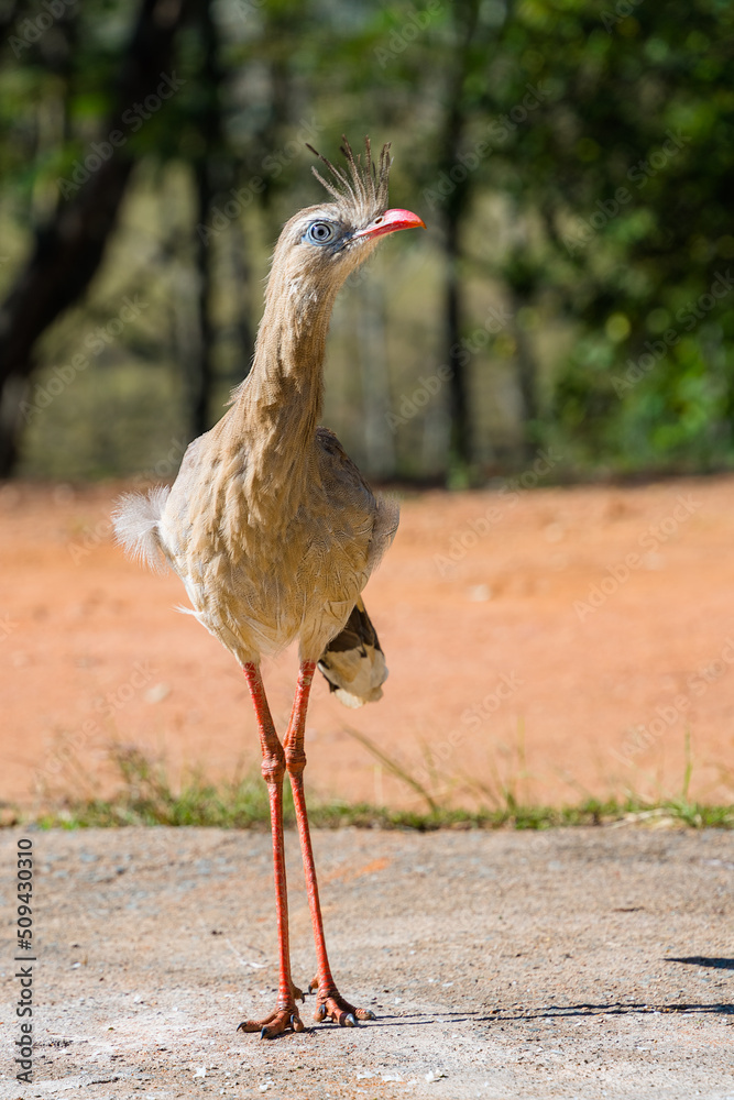 Pássaro Seriema caminhando em fazenda procurando comida. Família de ...