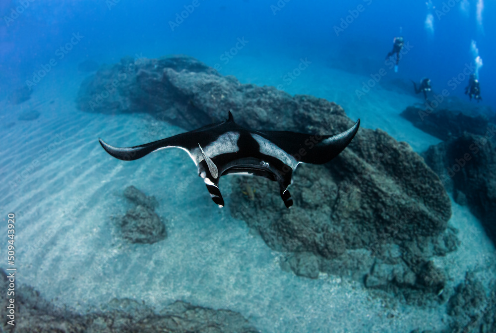 Photo & Art Print Manta Ray at Isla Revillagigedos, Mexico, Michael Bogner