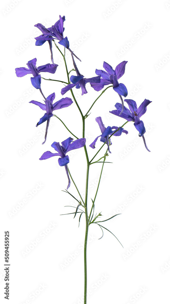 Delphinium grandiflorum flower, isolated on white background. Blue ...