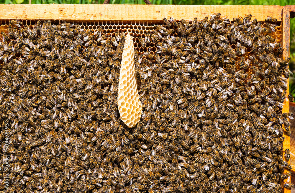 Building instinct of bees. Honeycomb-languages. Bees build up with ...