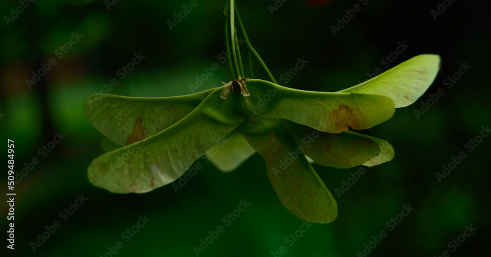 Close up photo of a winged seed hanging on a maple tree. More commonly ...