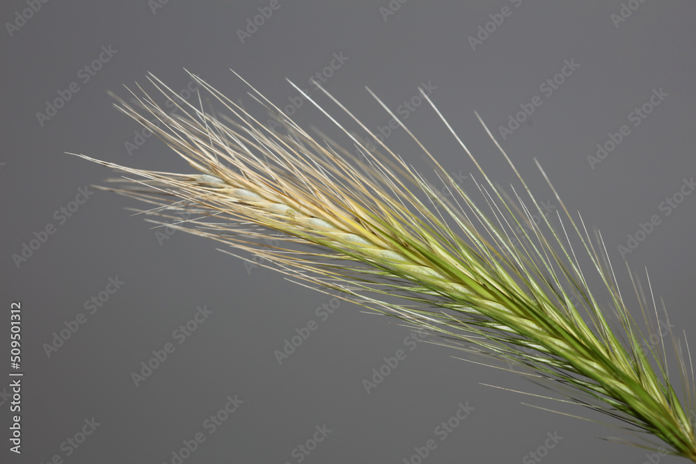 Flower blossom close up hordeum vulgare family poaceae botanical ...